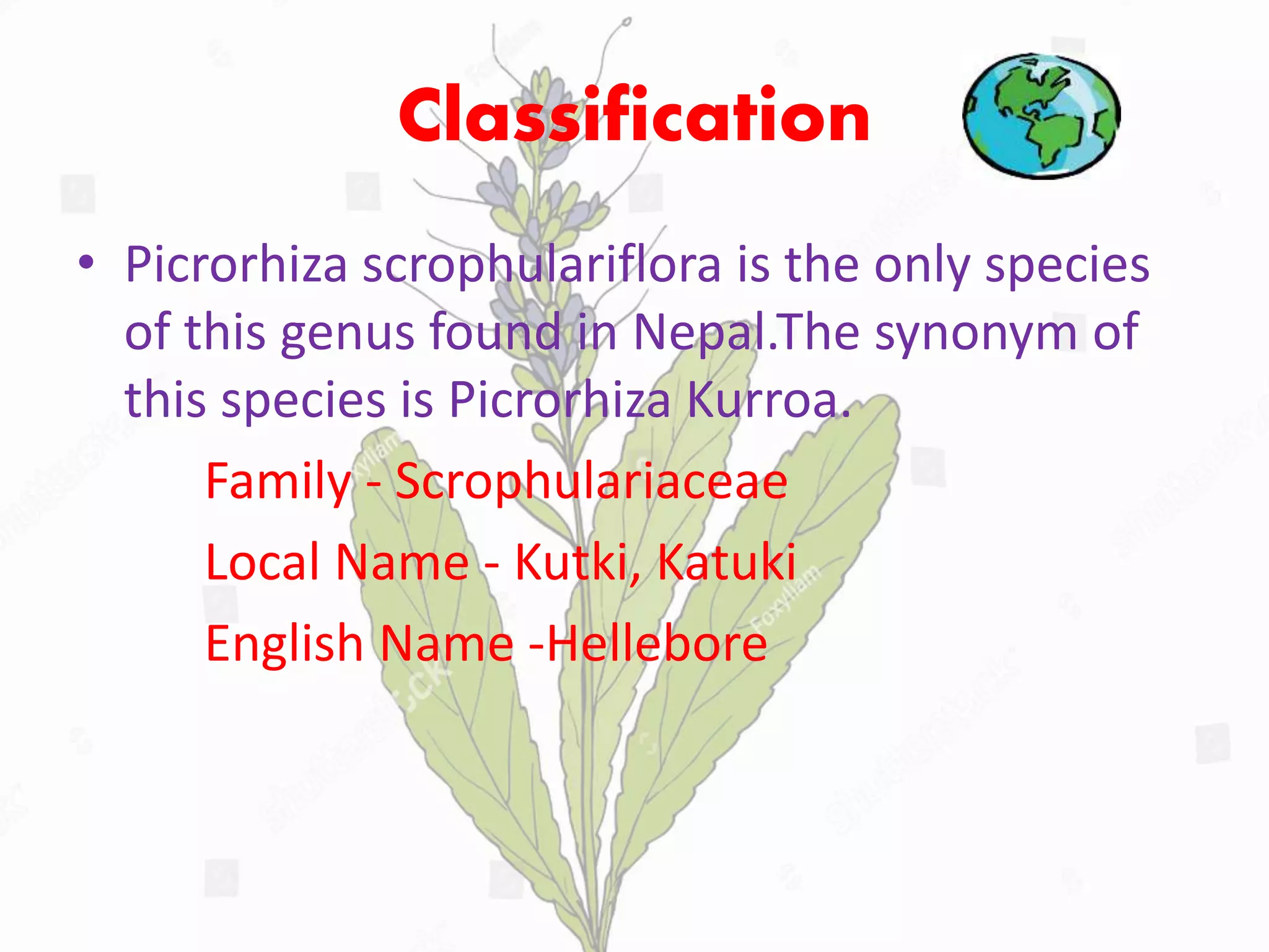 Picrorhiza scrophulariflora (kutki) | PPTX