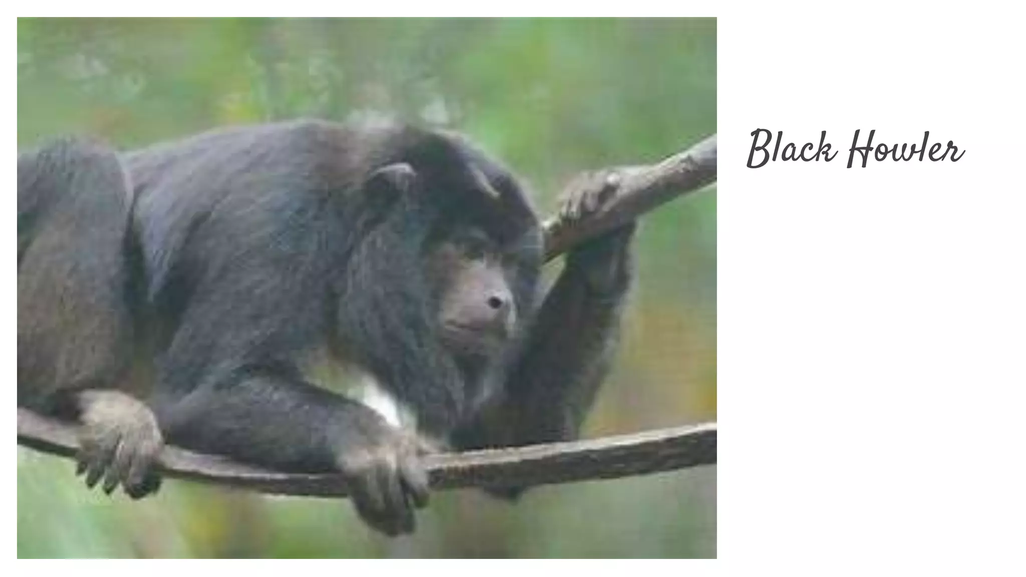 Names of Animals Living in Tropical Rainforest | PPTX