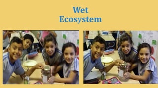 Ecosystem in a jar | PPTX