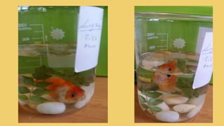 Ecosystem in a jar | PPT