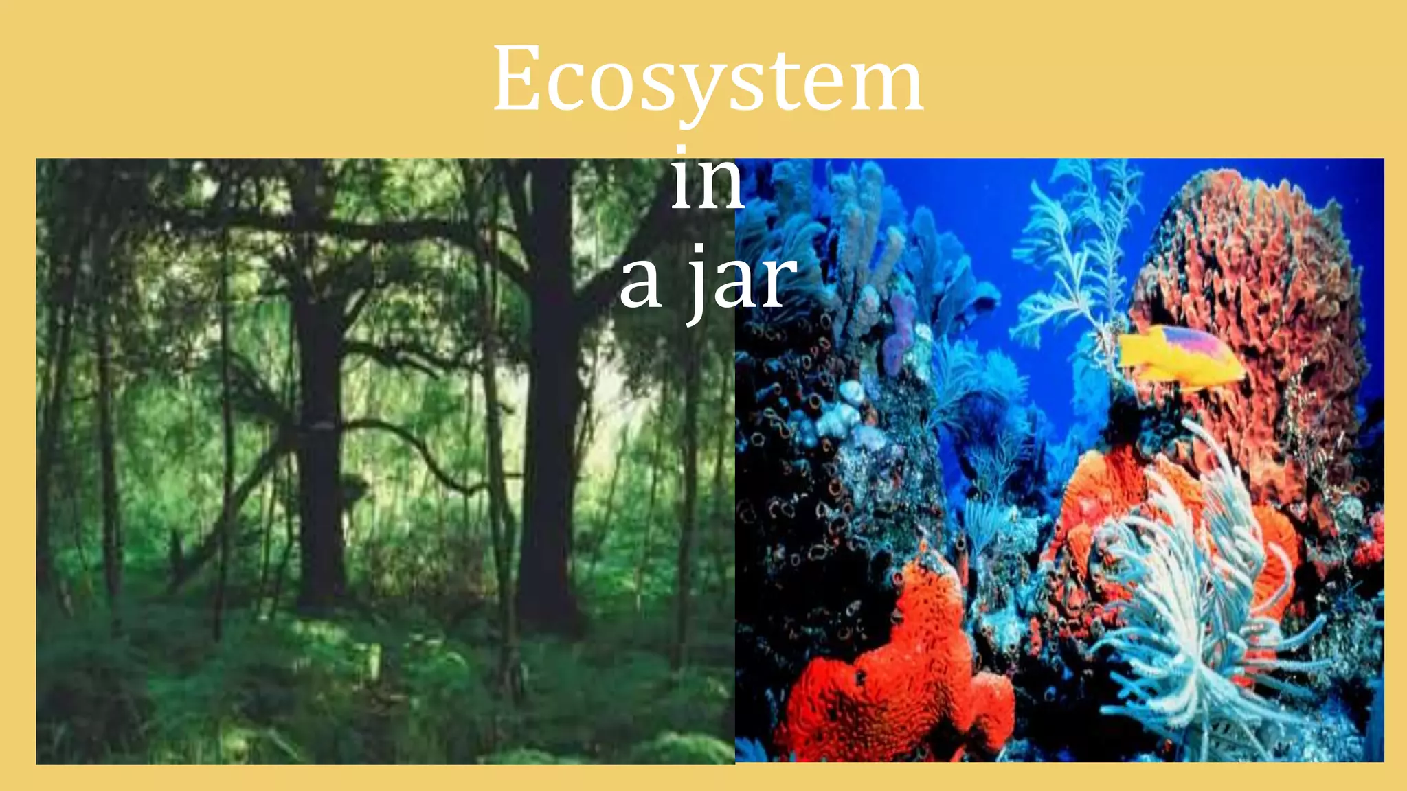 Ecosystem in a jar | PPT
