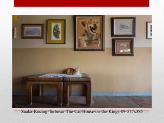 Picts of cats in cat house sanctuary | PPT