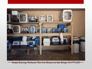 Picts of cats in cat house sanctuary | PPT