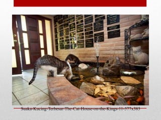 Picts of cats in cat house sanctuary | PPT