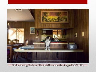 Picts of cats in cat house sanctuary | PPT