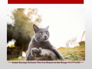 Picts of cats in cat house sanctuary | PPT