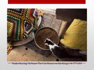 Picts of cats in cat house sanctuary | PPT