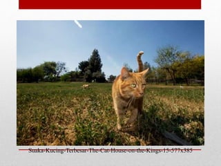 Picts of cats in cat house sanctuary | PPT