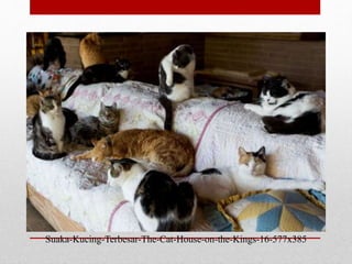 Picts of cats in cat house sanctuary | PPT
