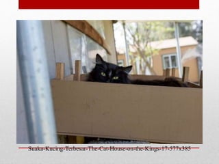 Picts of cats in cat house sanctuary | PPT