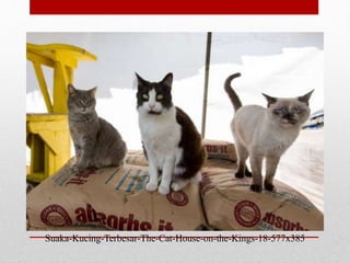 Picts of cats in cat house sanctuary | PPT