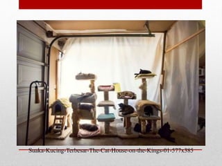 Picts of cats in cat house sanctuary | PPT