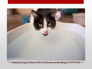 Picts of cats in cat house sanctuary | PPT