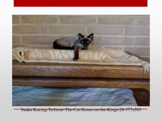 Picts of cats in cat house sanctuary | PPT