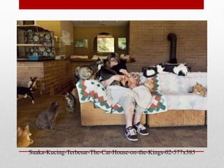 Picts of cats in cat house sanctuary | PPT