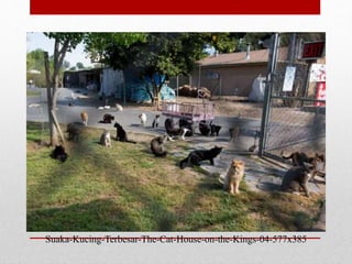Picts of cats in cat house sanctuary | PPT