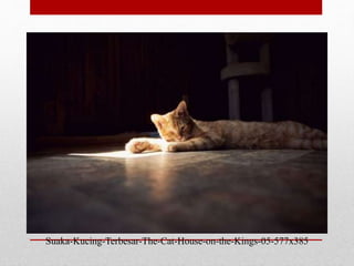 Picts of cats in cat house sanctuary | PPT