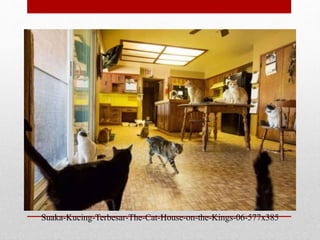 Picts of cats in cat house sanctuary | PPT