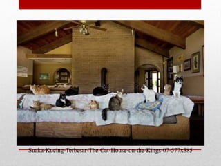 Picts of cats in cat house sanctuary | PPT