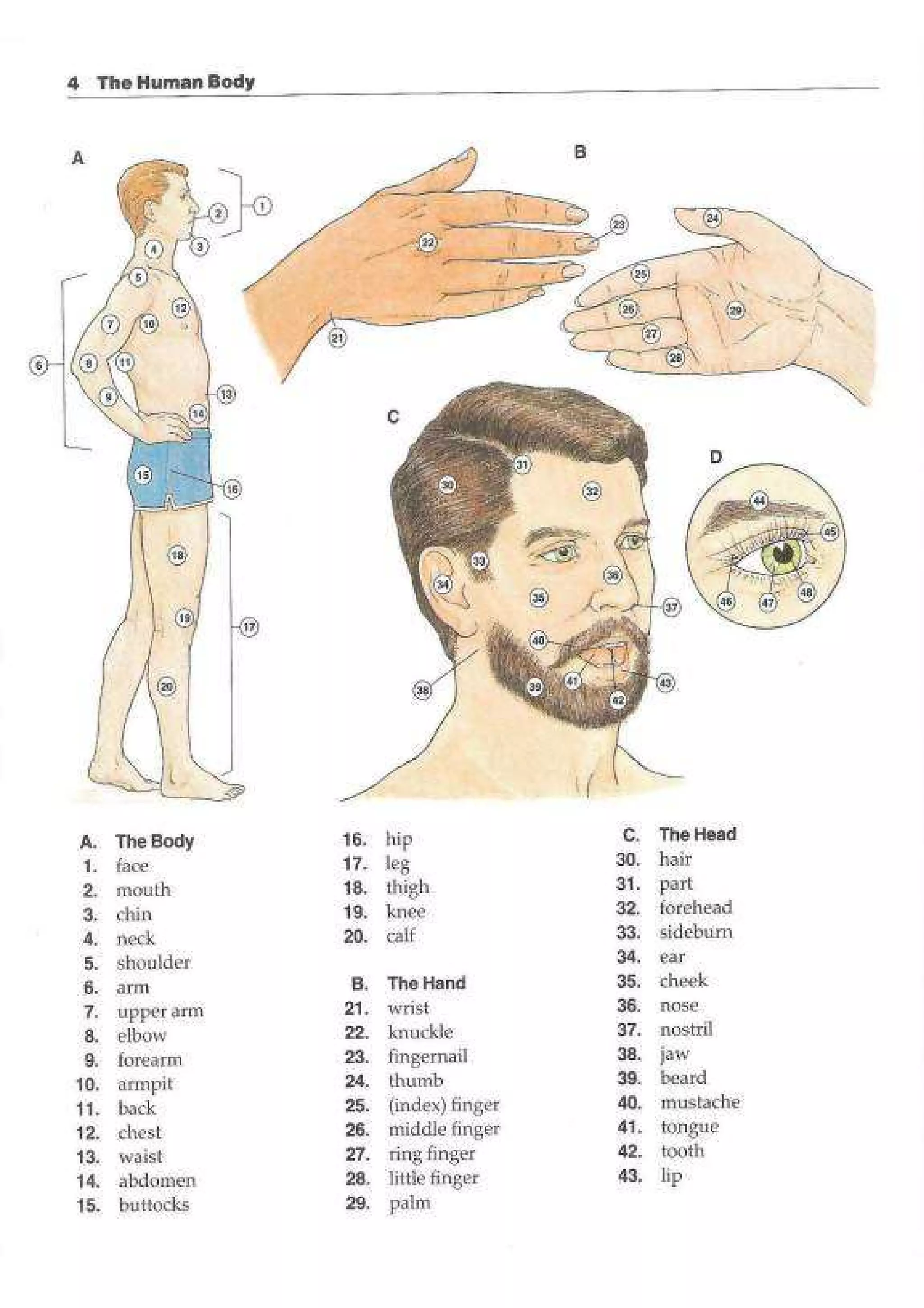 Picture Dictionary Mini-Dictionary.pdf
