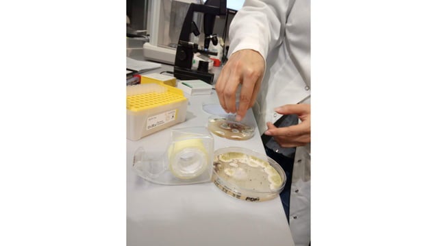 pictures advanced Microbio.pdf