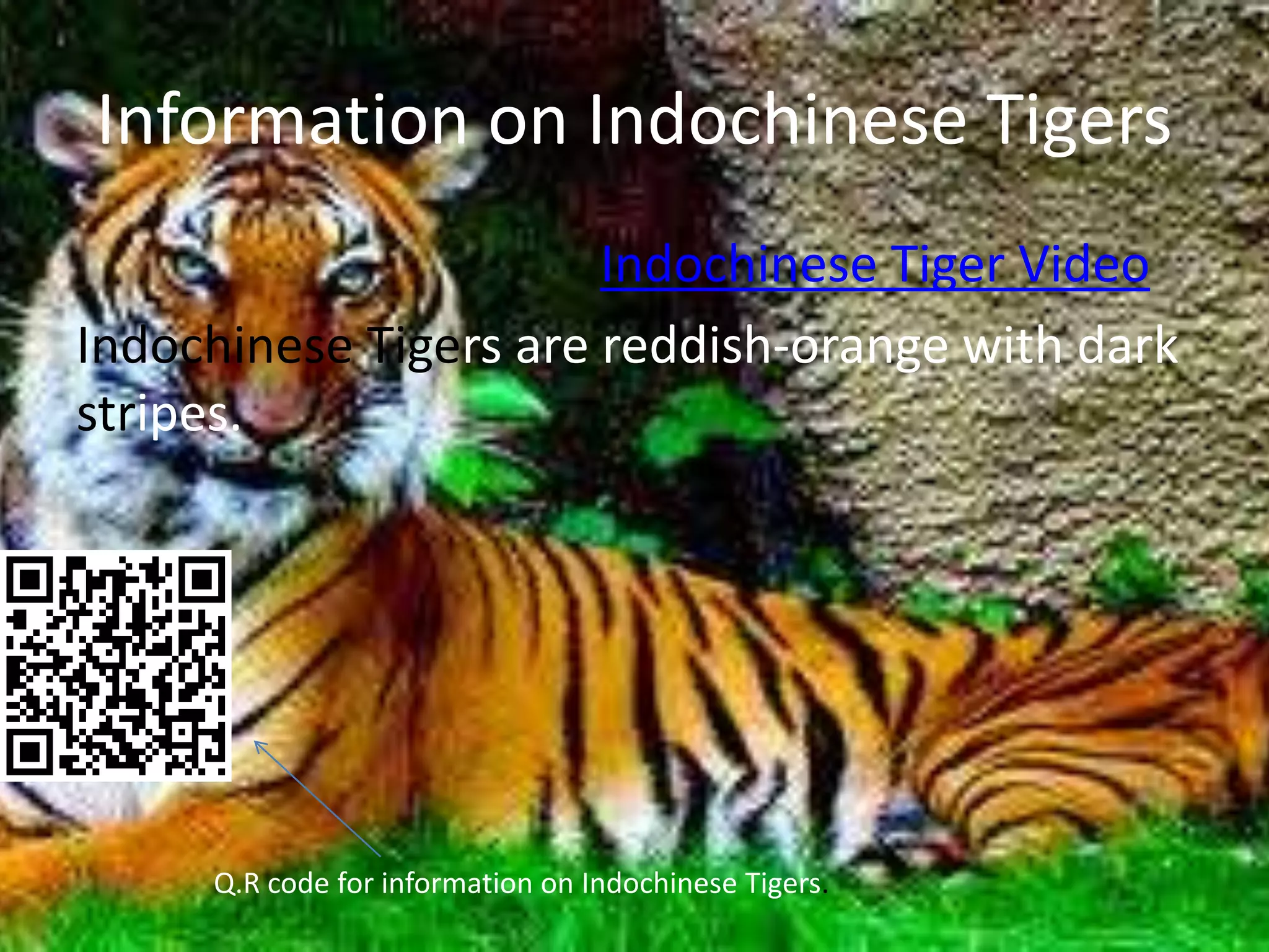 Pictures and information_on_tigers8 | PPTX