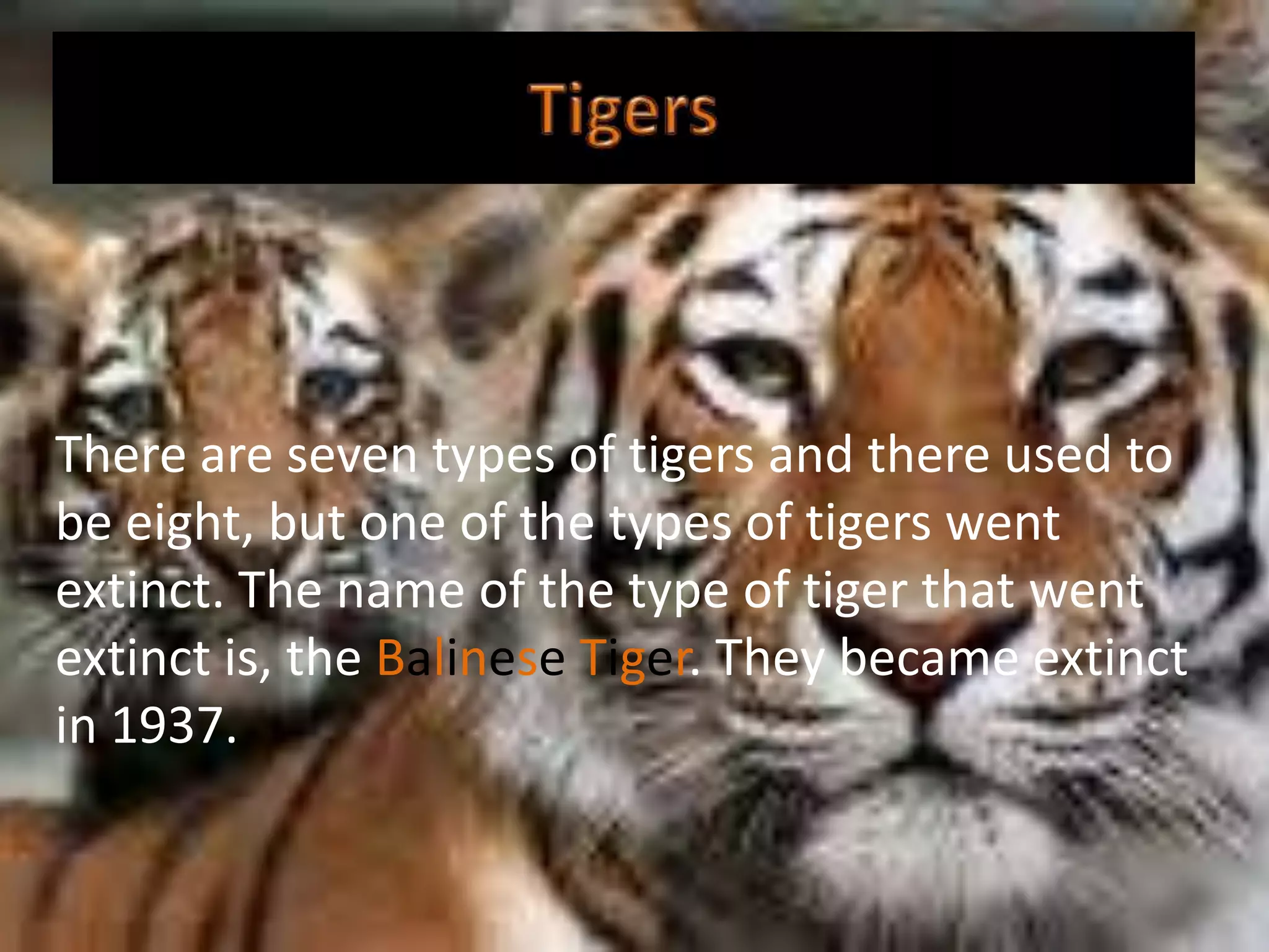 Pictures and information_on_tigers9 | PPTX