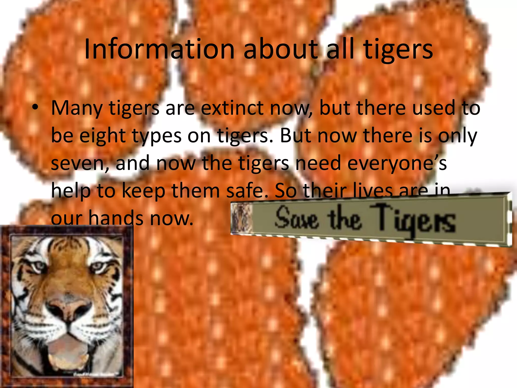 Pictures and information_on_tigers9 | PPTX