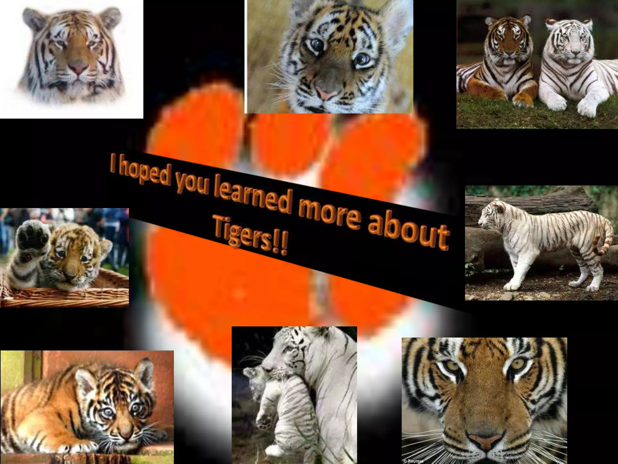 Pictures and information_on_tigers9 | PPTX