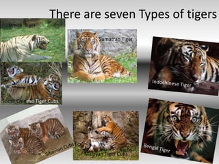 Pictures and information_on_tigers9 | PPT