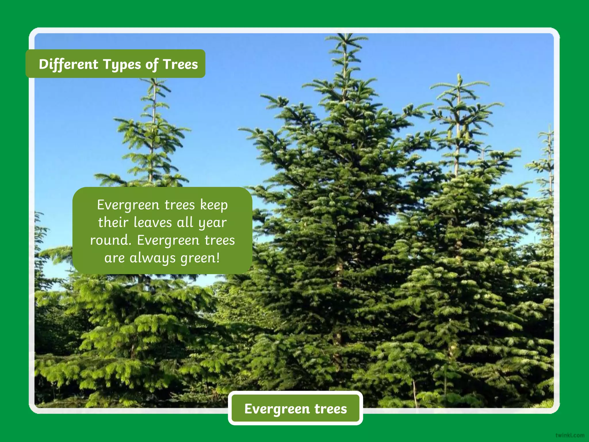All about trees | PPTX