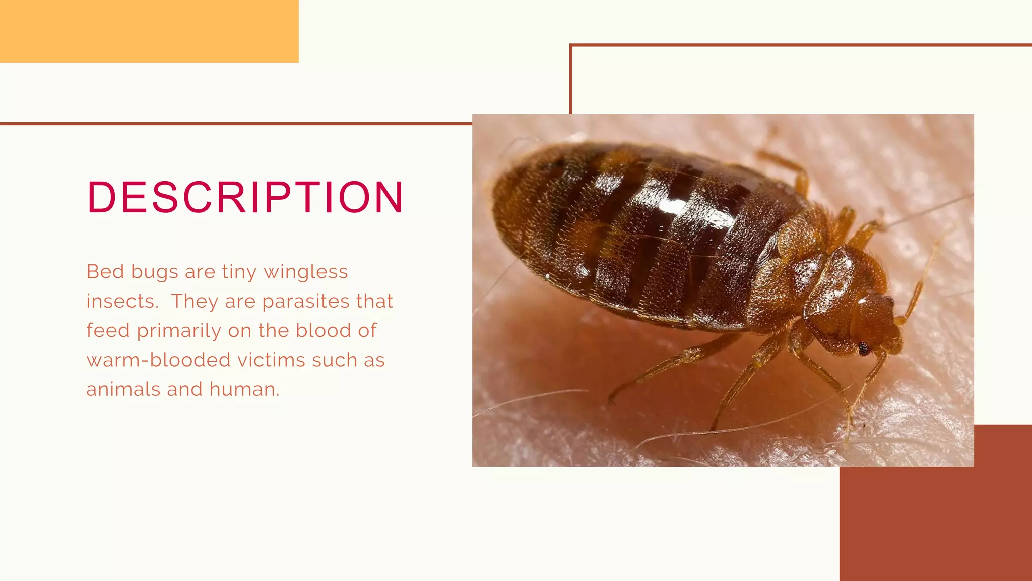 Pictures of Adult Bed Bugs | PPT