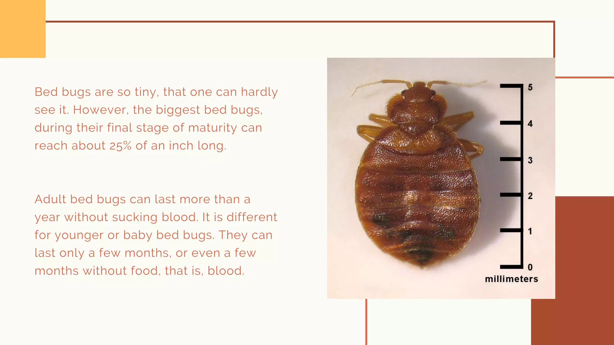 Pictures of Adult Bed Bugs | PPT