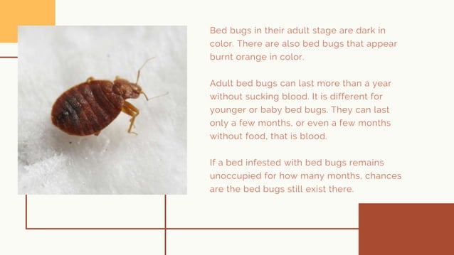 Pictures of Adult Bed Bugs | PPT
