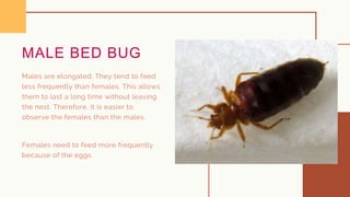 Pictures of Adult Bed Bugs | PPT