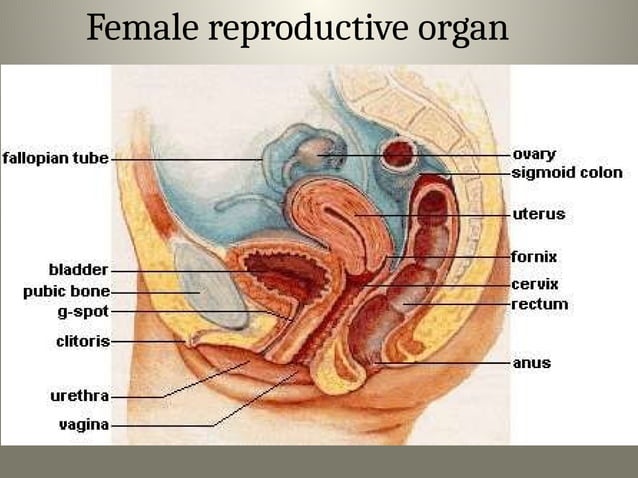 PID.pptx pelvic inflammatory diseases obg | PPTX