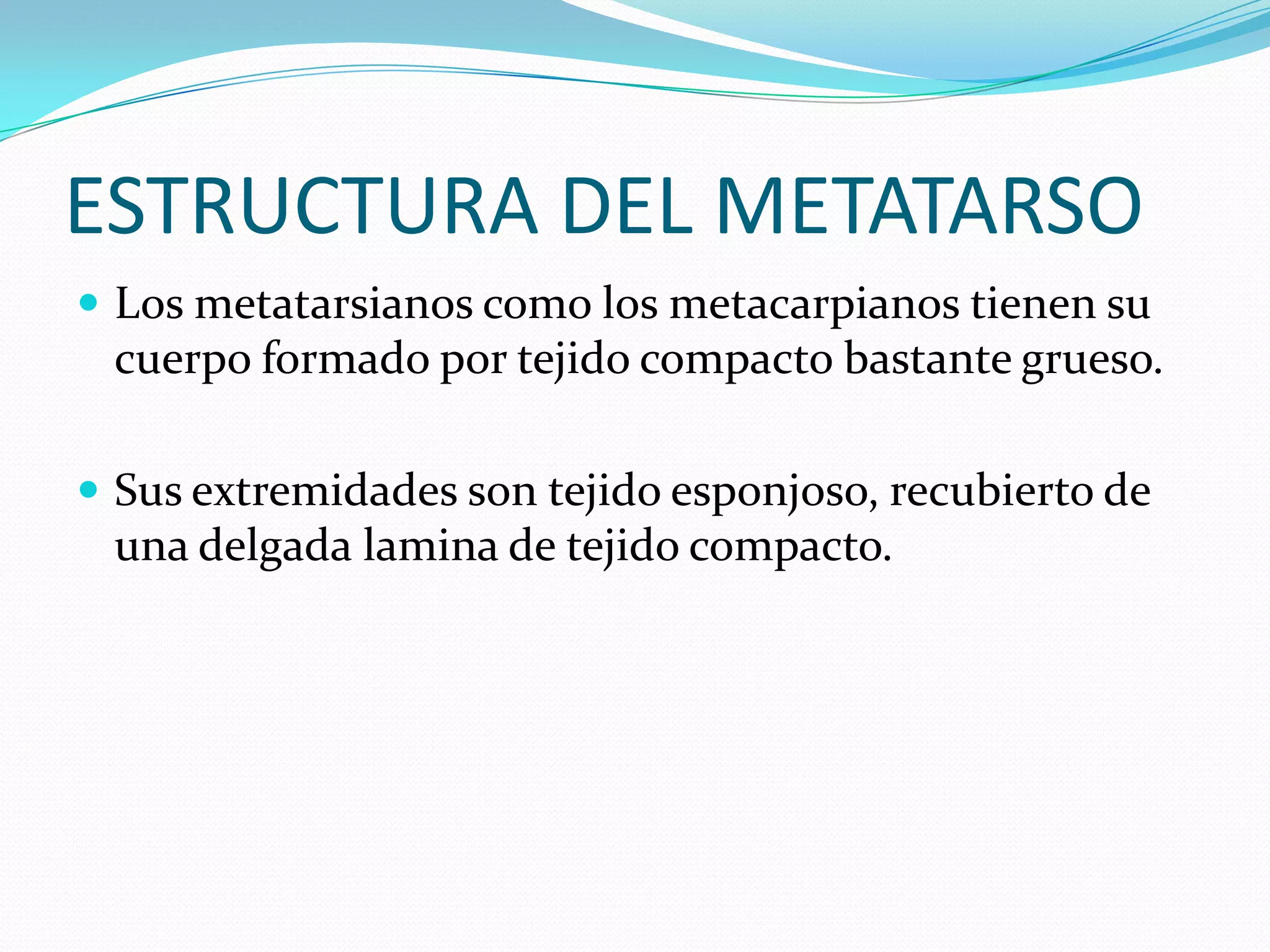 Anatomía de Pie | PPTX