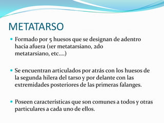 Anatomía de Pie | PPTX