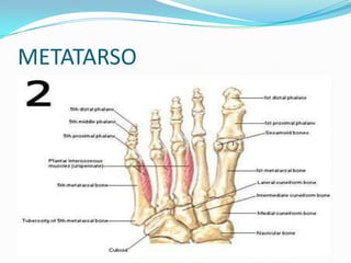 Anatomía de Pie | PPTX