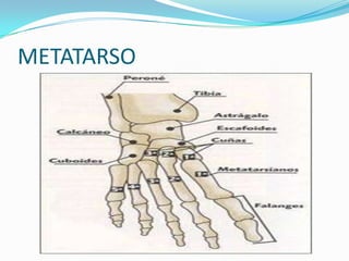 Anatomía de Pie | PPTX