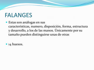 Anatomía de Pie | PPTX
