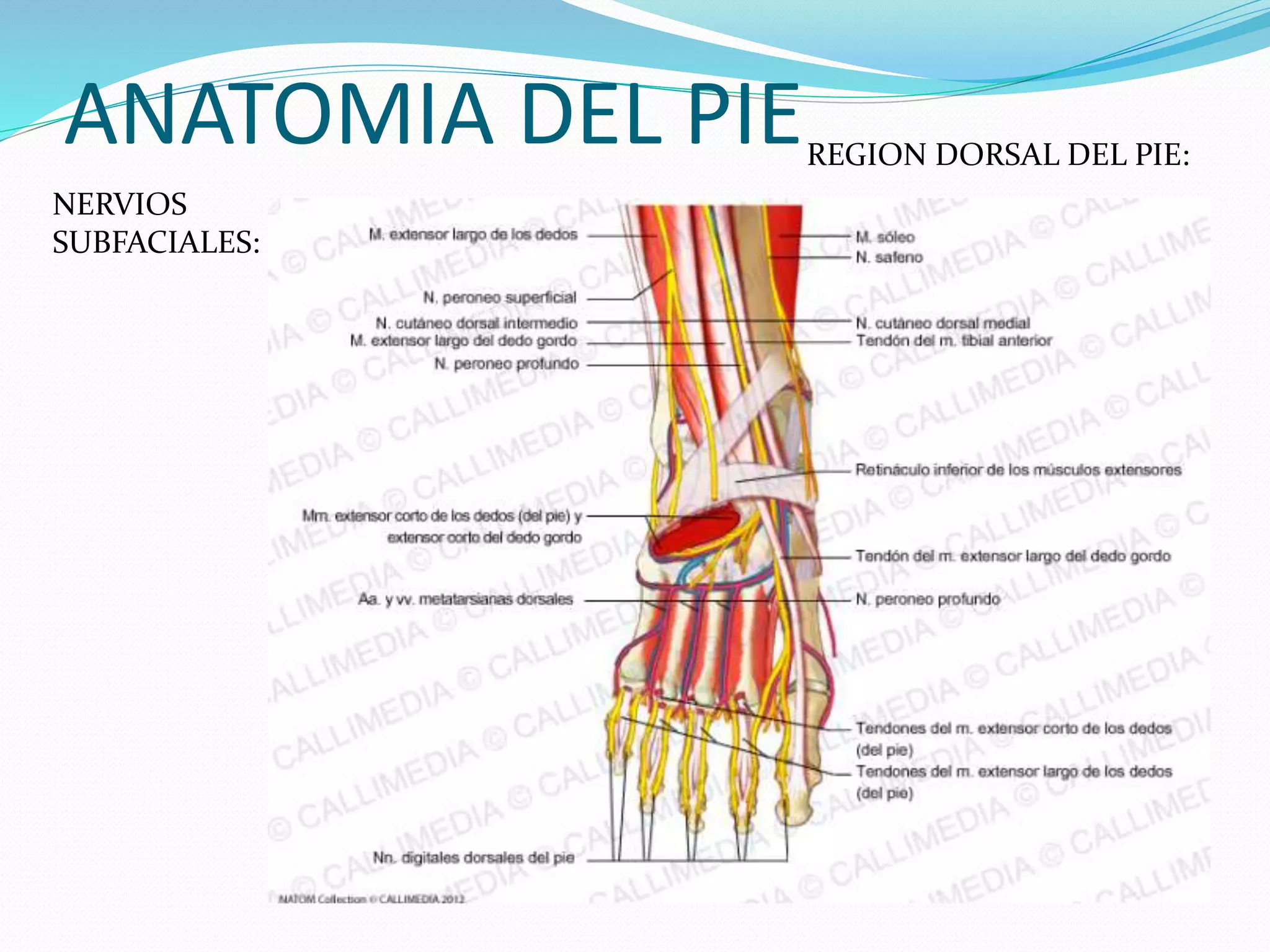 ANATOMIA DEL PIE