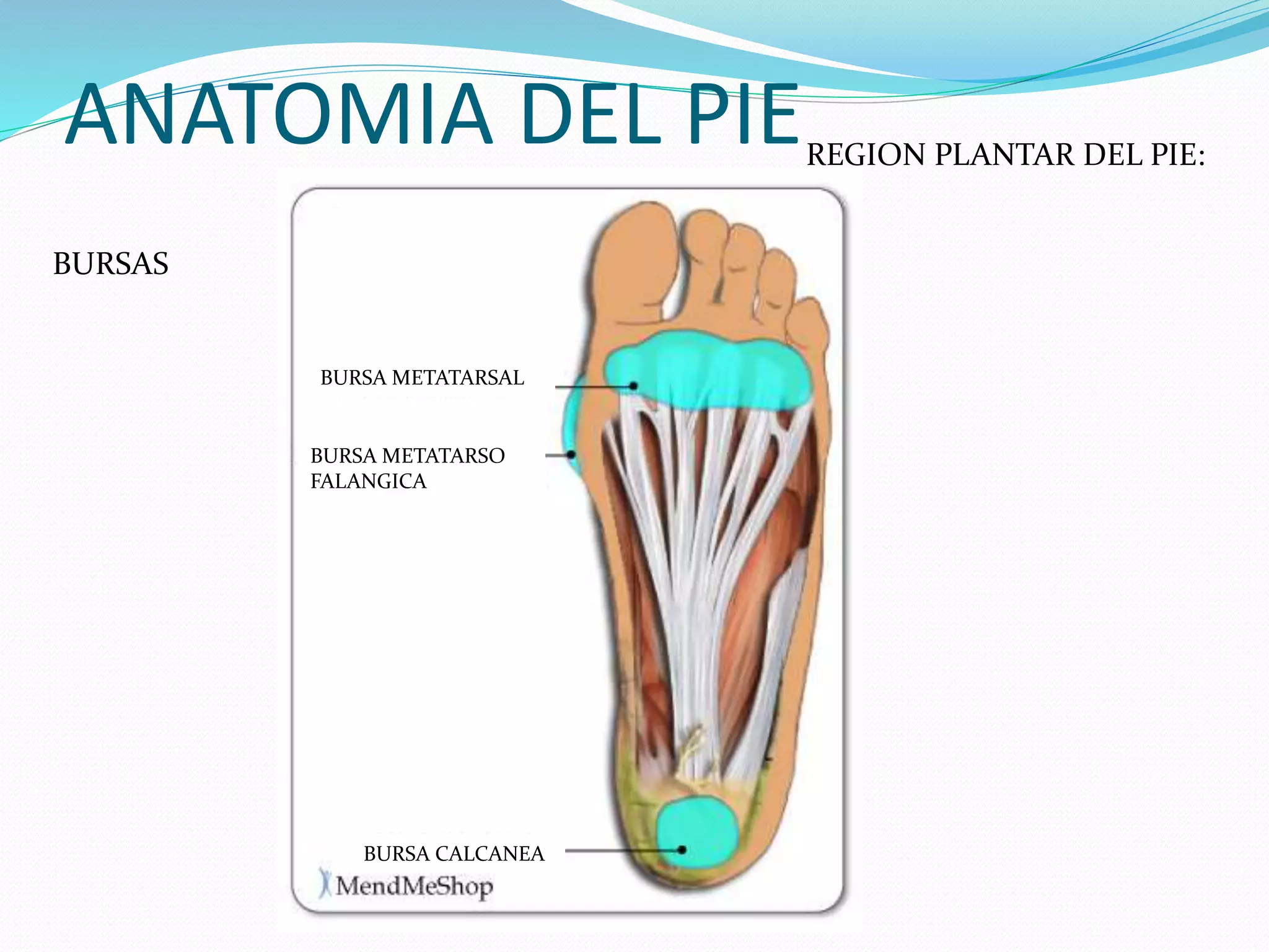 ANATOMIA DEL PIE