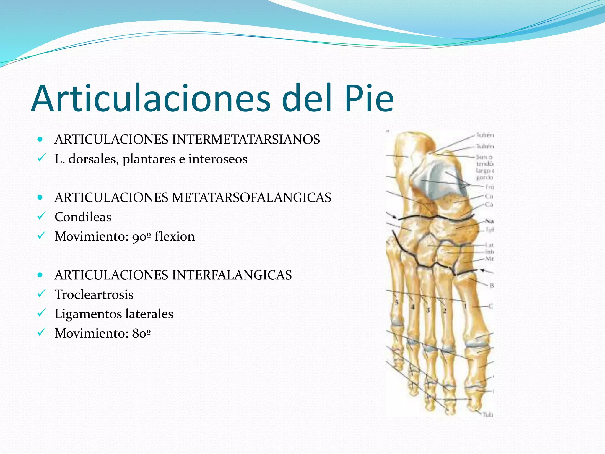 ANATOMIA DEL PIE