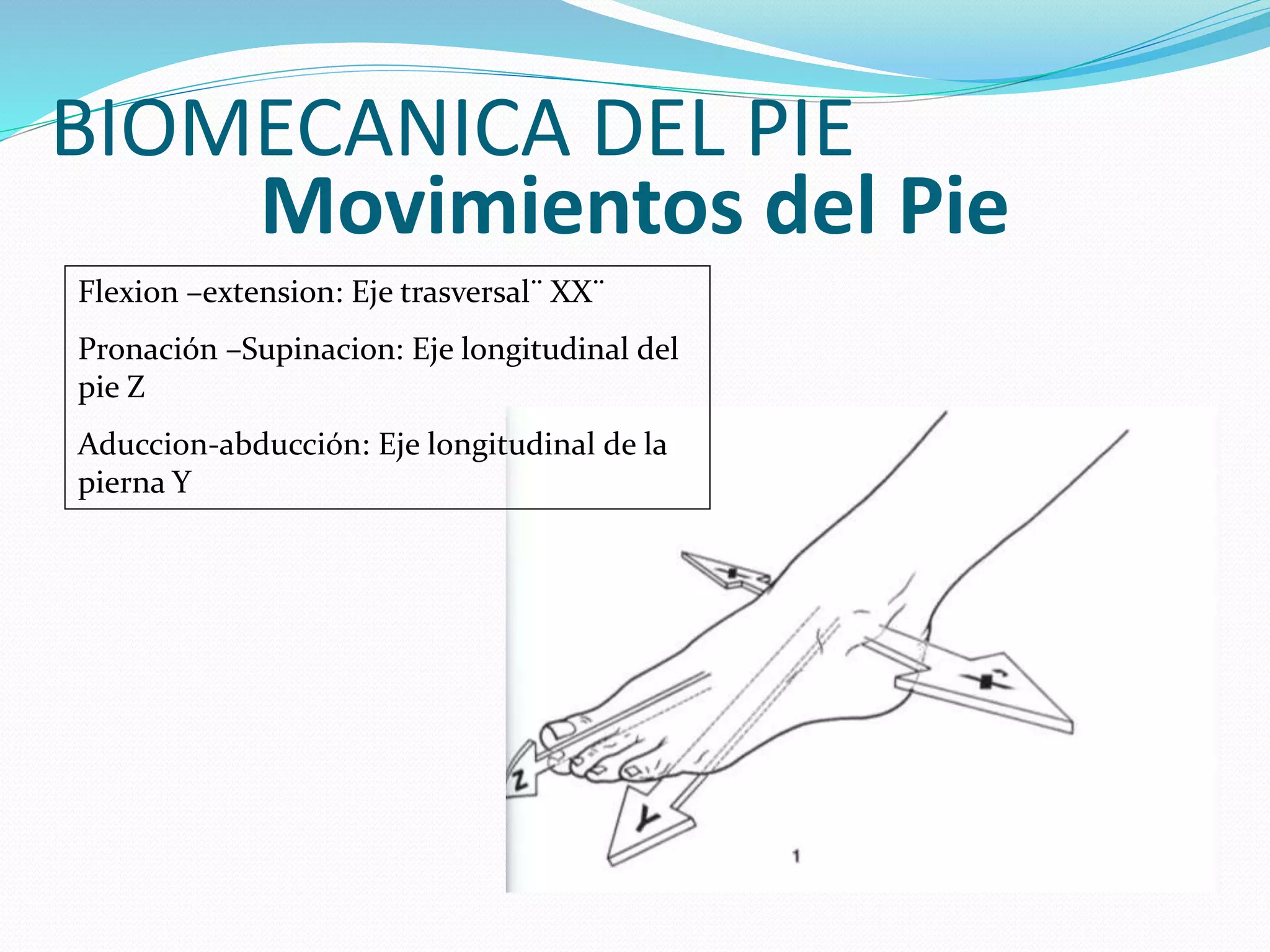ANATOMIA DEL PIE