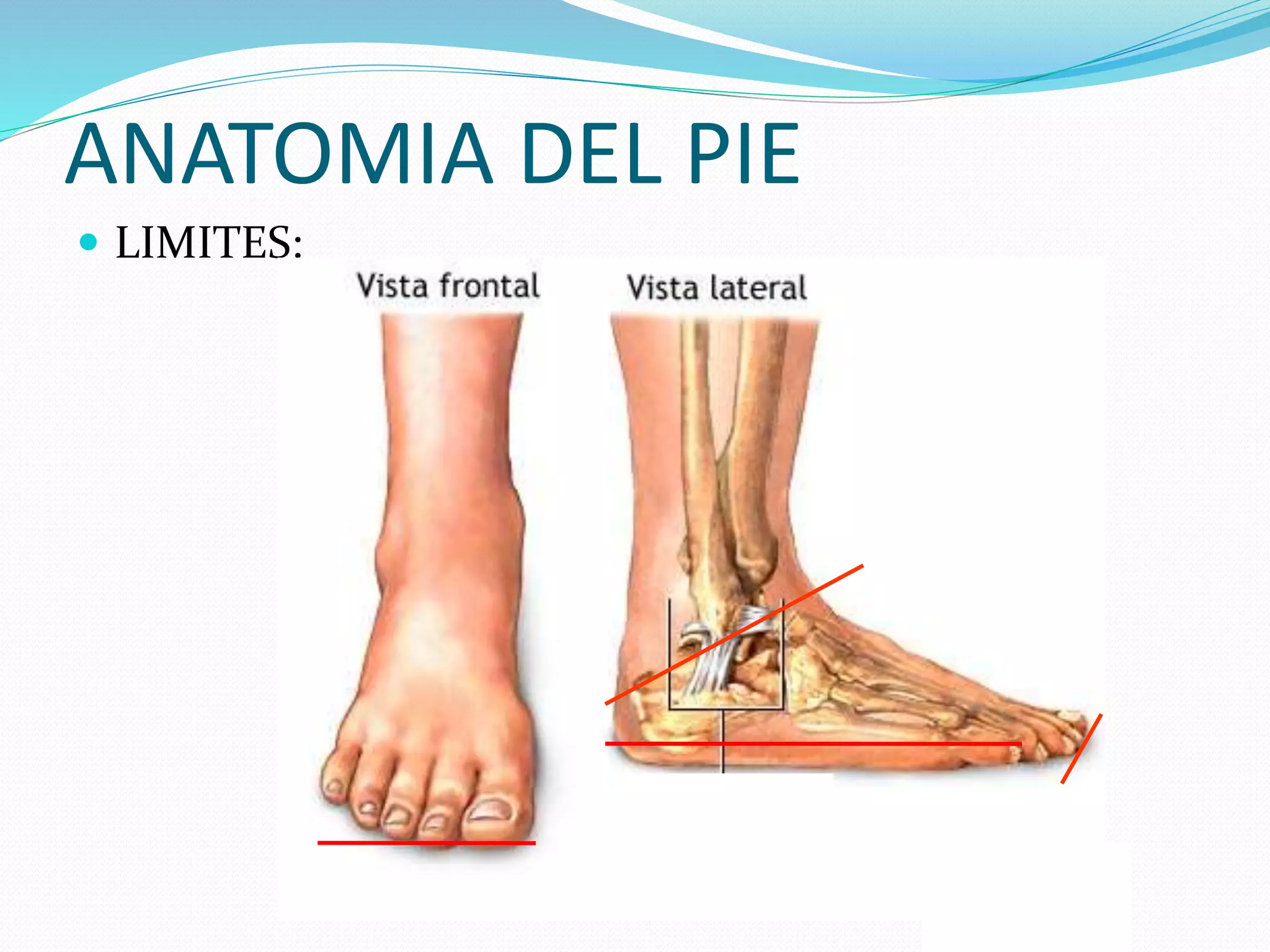 ANATOMIA DEL PIE