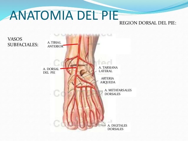 Anatomia Del Pie