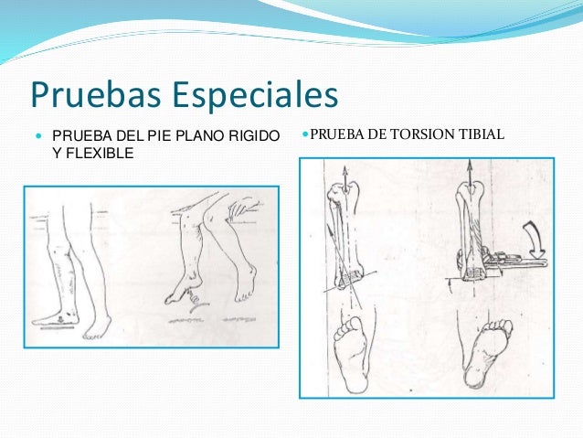 ANATOMIA DEL PIE