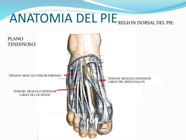 ANATOMIA DEL PIE