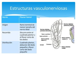 Pie, generalidades, musculos y vascularizacion | PPTX